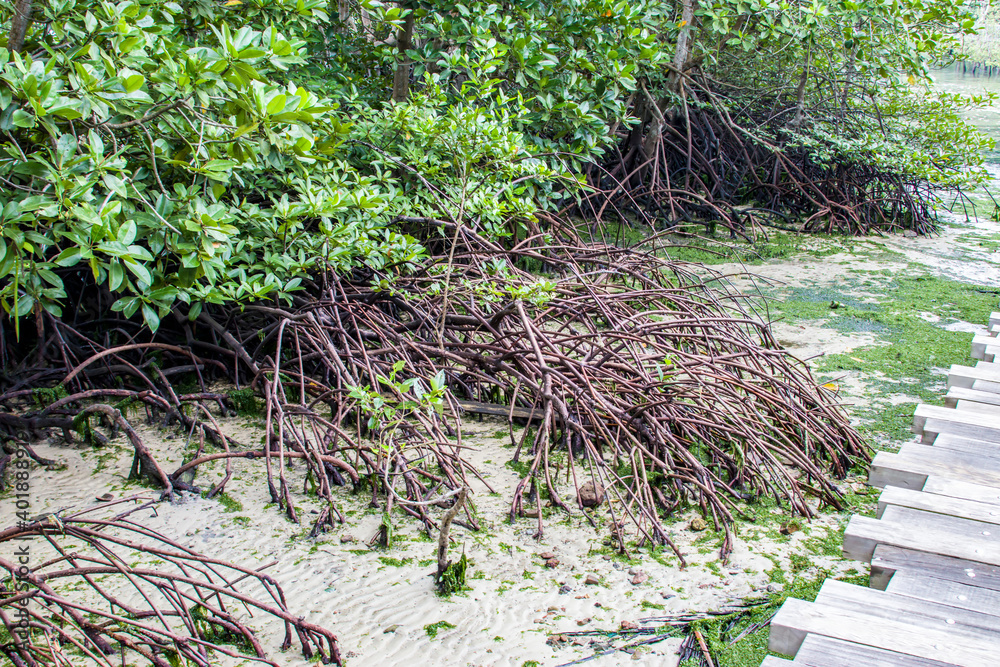 the closeup image of Red Mangrove Roots. n order to grow that big in a ...