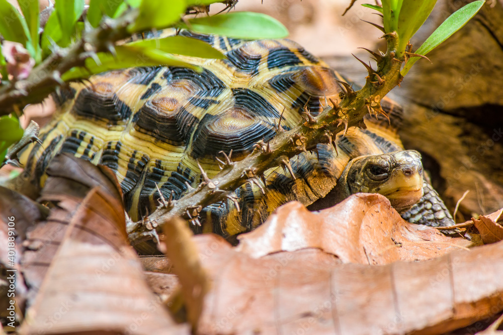 Flat-backed spider tortoise (Pyxis planicauda) is a tortoise that ...