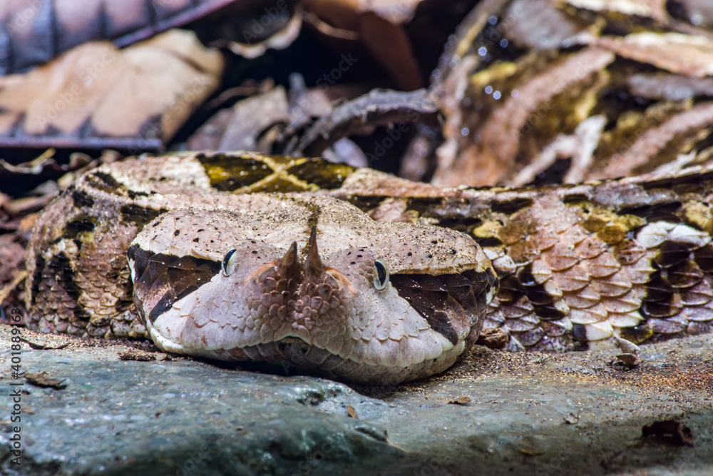 The Gaboon viper (Bitis gabonica) is a viper species found in the ...