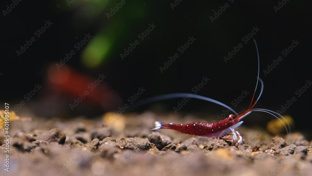 Vidéo Stock Male sulawesi white spot dwarf shrimp move around to look ...