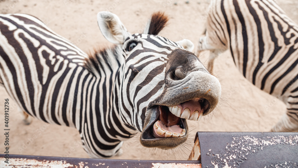 zebra smiling showing her teeth Stock Photo | Adobe Stock