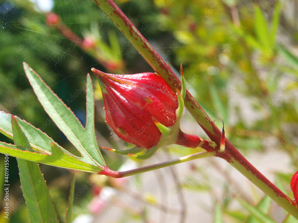 Red Roselle capsule with leaves on the stem. Close up, macro view. Thin ...
