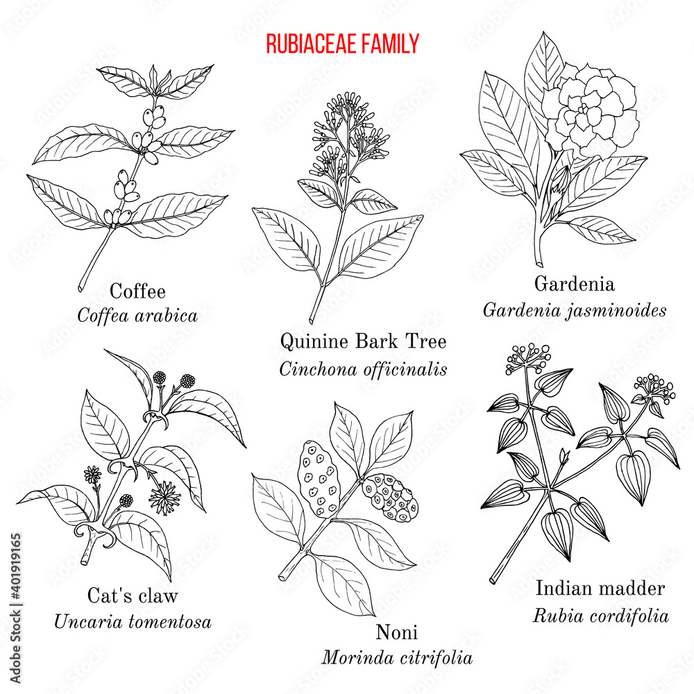 Rubiaceae or coffee, madder, or bedstraw family of flowering plants ...