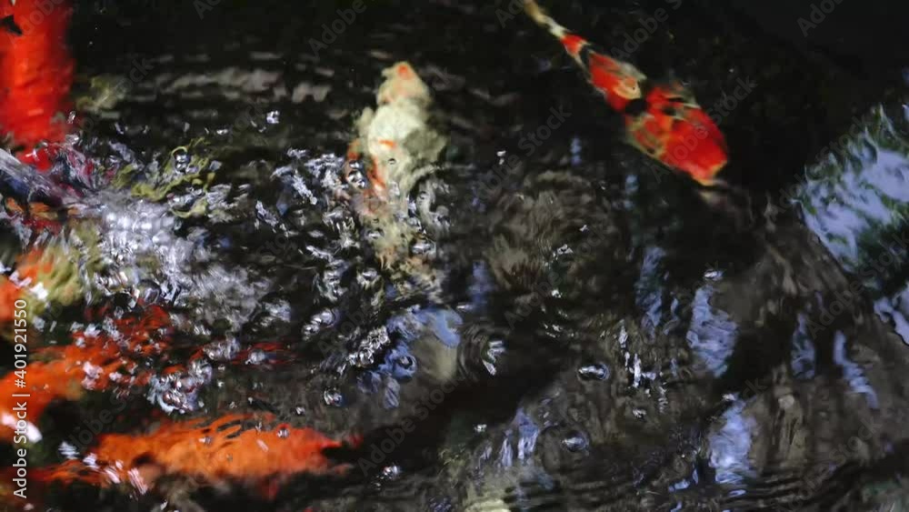 colorful koi fish in the lake with reflections of tree shadows. Group ...