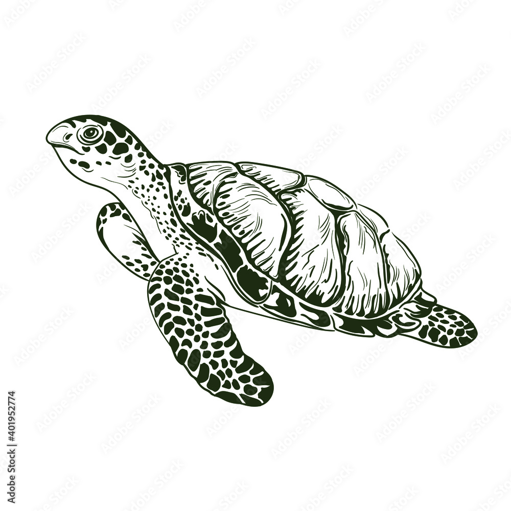 Turtle vector isolated on white background. Reptile. Animals. Line art ...
