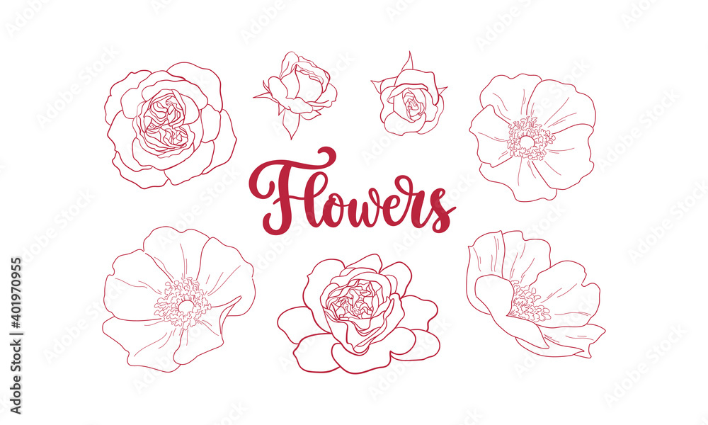 Set of hand-drawn contour flowers with handwritten lettering. Tea-rose ...