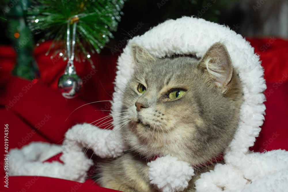 Funny playful gray cat with green eyes of the British breed in a Santa ...