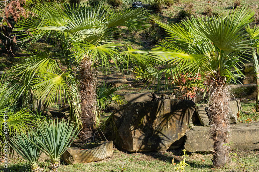 Beautiful leaves of young Chinese windmill palm (Trachycarpus fortunei ...