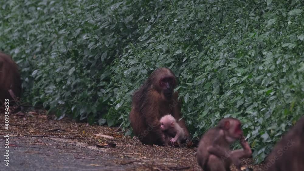 Bear Macaque, Macaca arctoides, 4K Footage; an infant with its mother ...