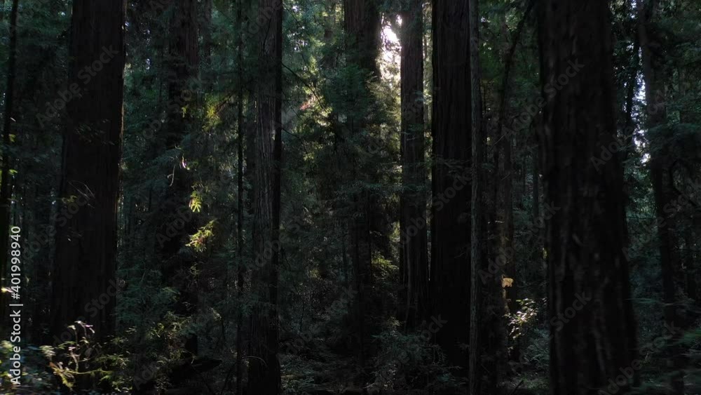 Massive Redwood trees, Sequoia sempervirens, grow in a moist coastal ...