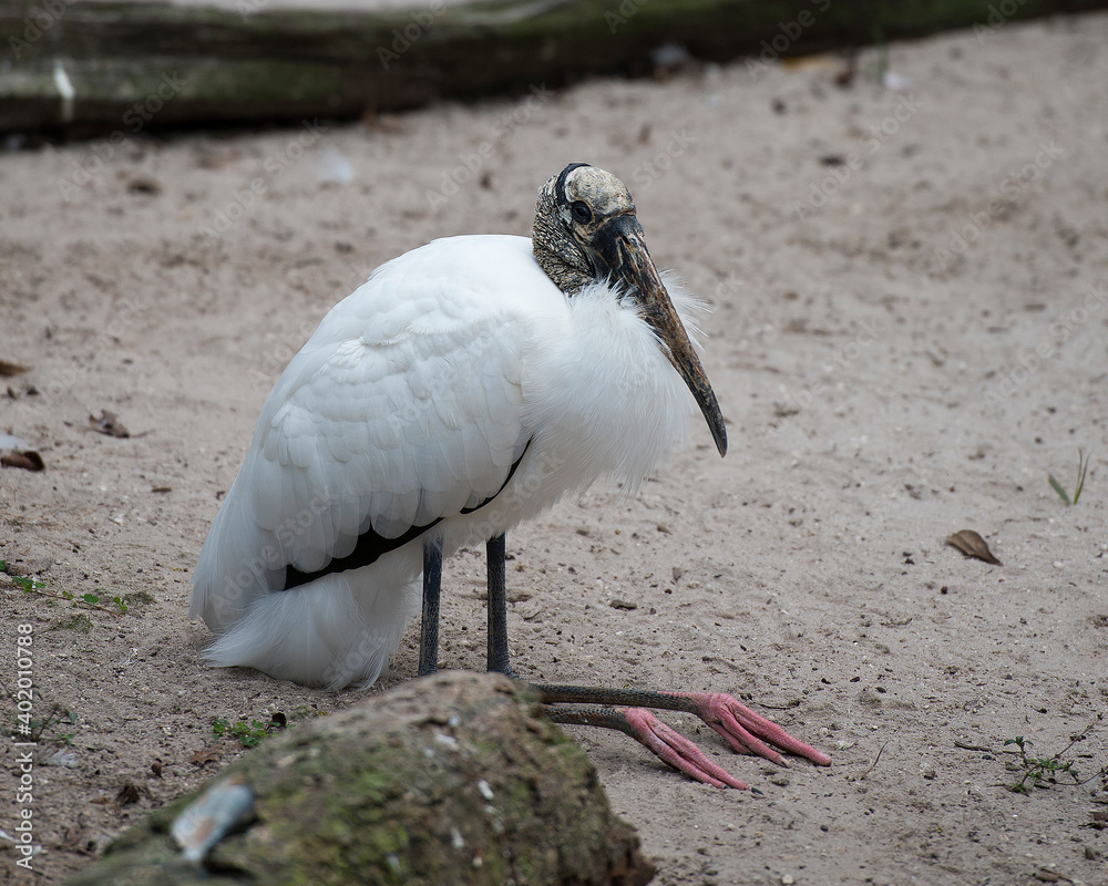 Wood Stork Stock Photos. Wood Stork Bird profile-view. Picture ...