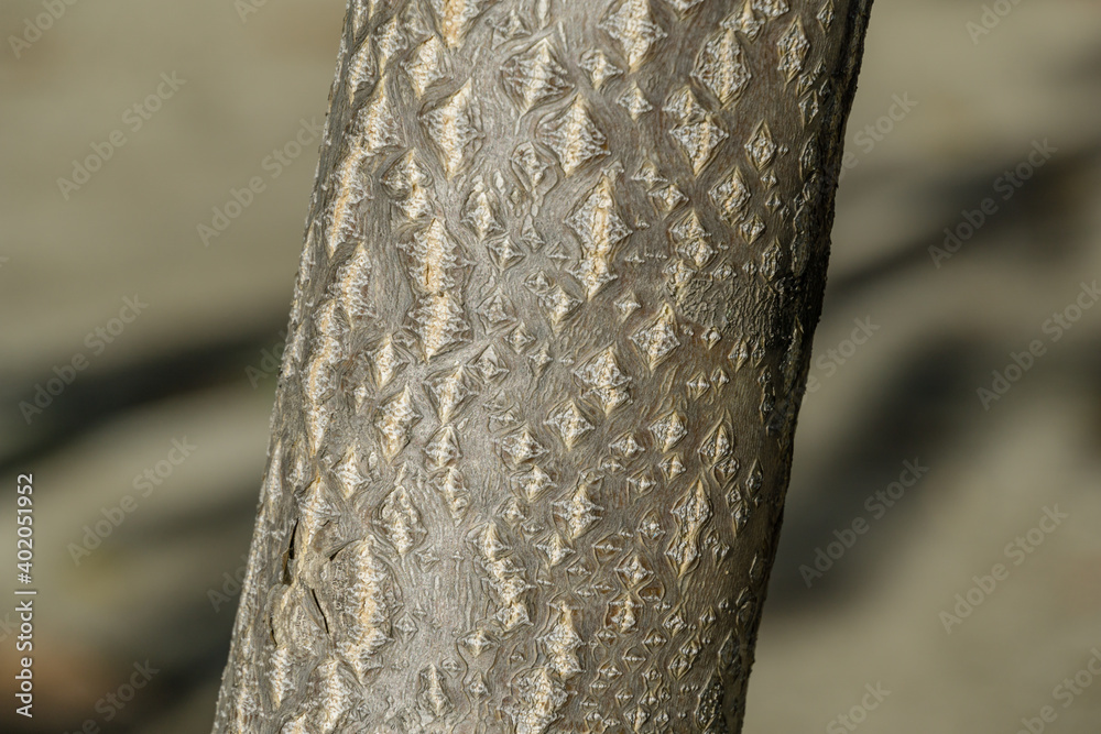 Beautiful texture of gray tree bark Ailanthus altissima commonly known ...