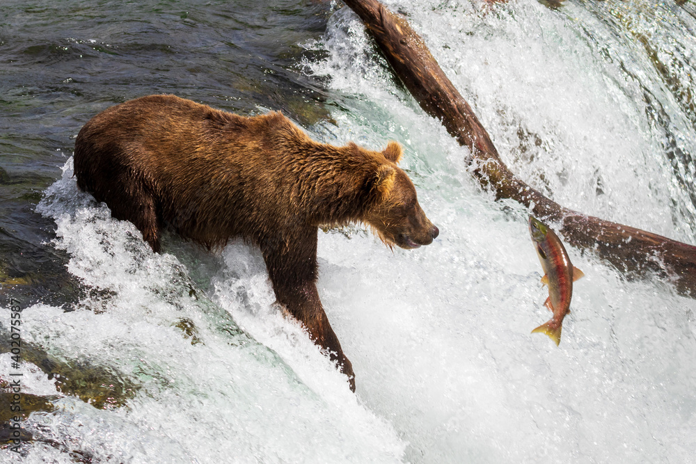 Brown bear (Grizzly bear) above waterfall trying to catch jumping fish ...
