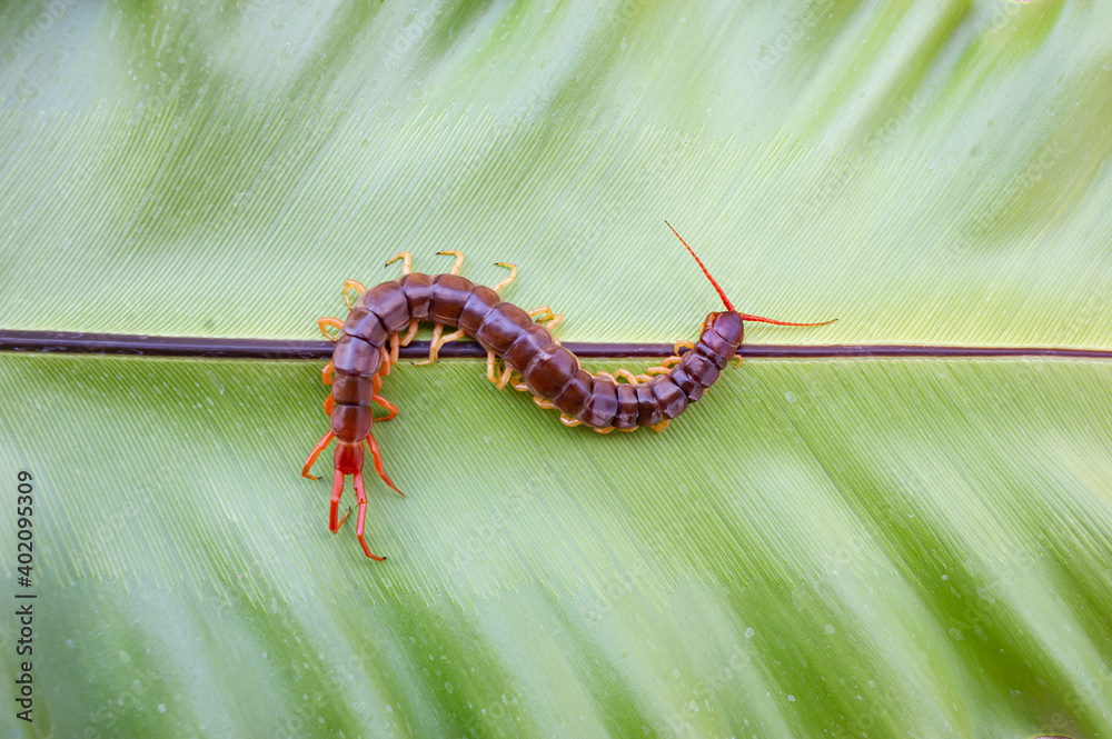 A centipede can bite. It is a poisonous animal and has a lot of legs ...