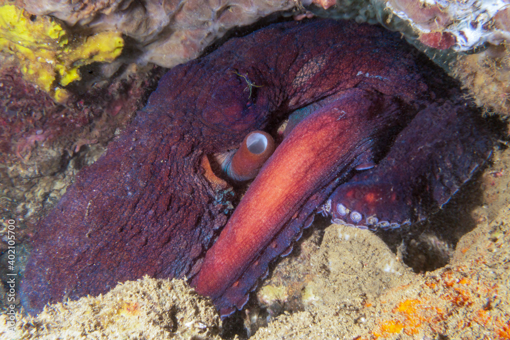 Day octopus (Octopus cyanea), also known as the big blue octopus hiding ...
