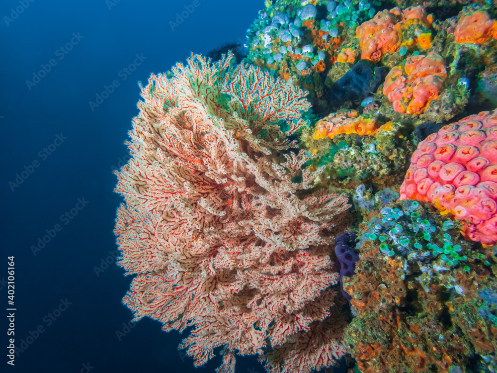 Colorful coral reef near near Anilao, Batangas,, Philippines. Marine ...