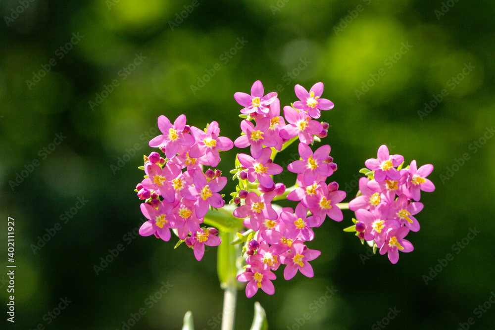 A close-up photo of common centaury. This fascinating flower grows in ...