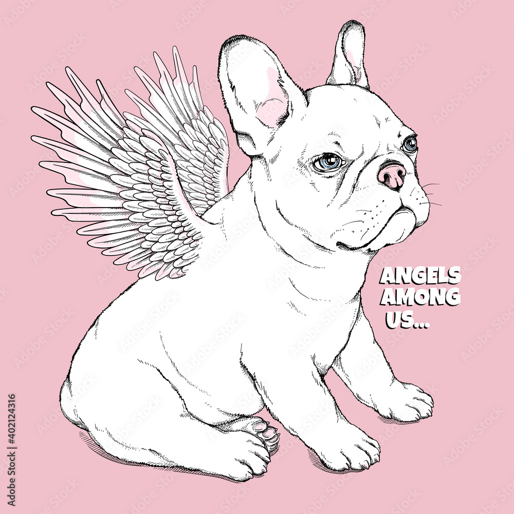 Cute french bulldog puppy with angel wings. Angels among us ...