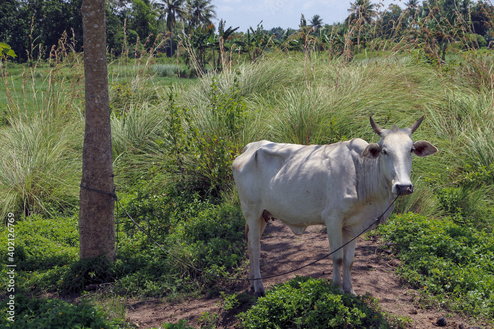 white cow in the field of the philippines Stock Photo | Adobe Stock