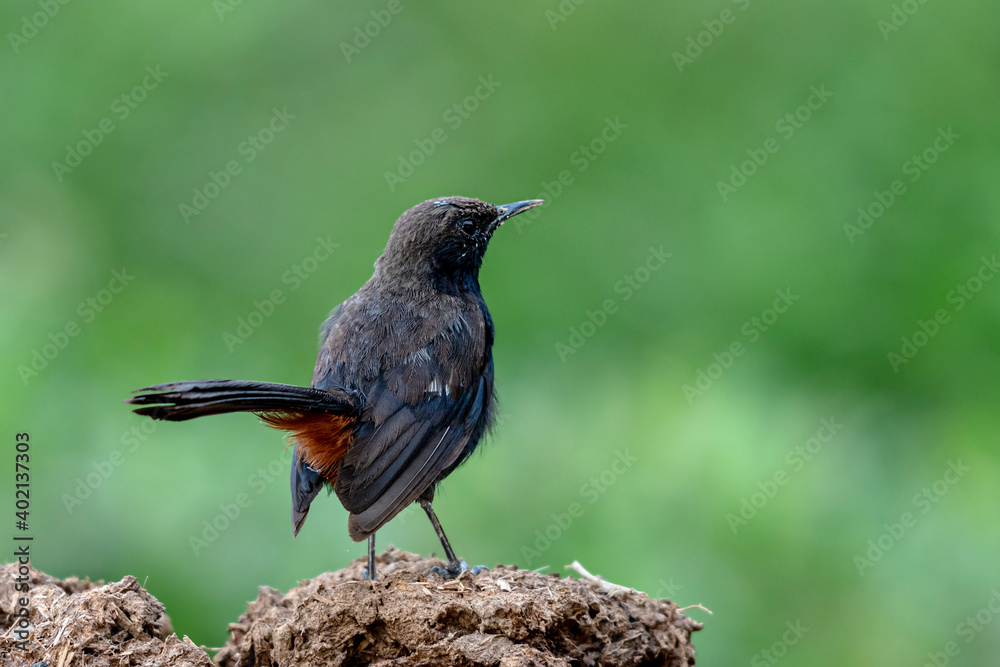 Fotografia do Stock: The Indian robin is a species of bird in the ...