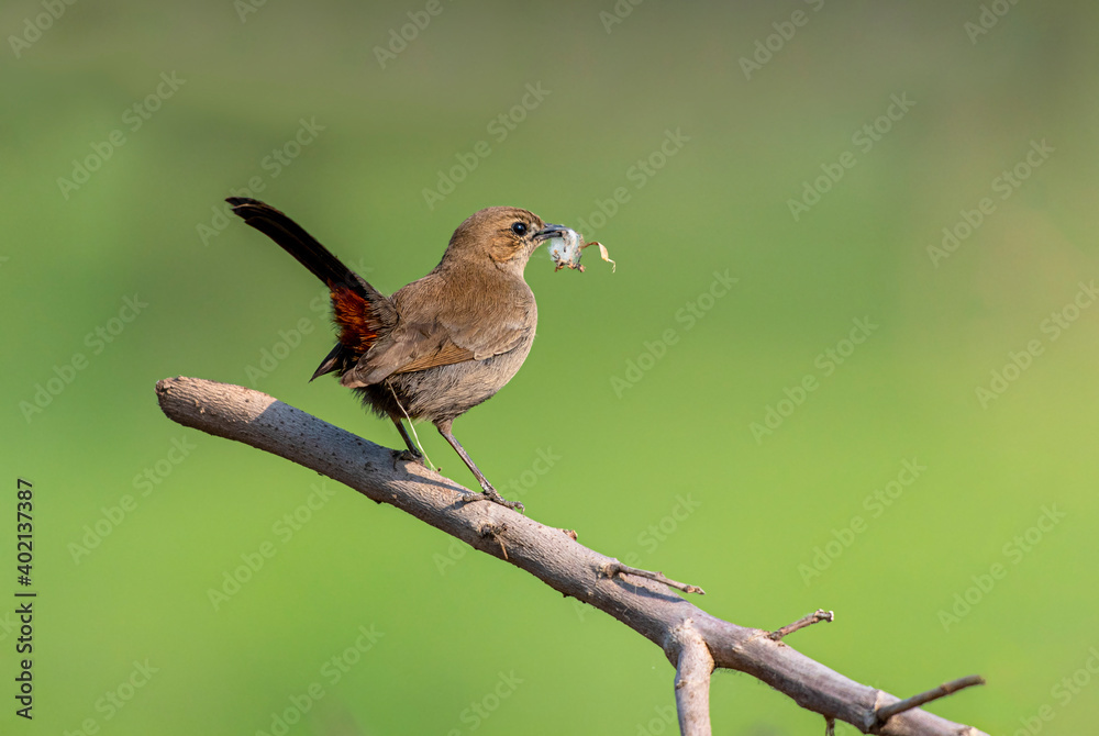 The Indian robin is a species of bird in the family Muscicapidae. It is ...
