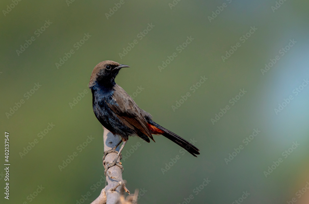 The Indian robin is a species of bird in the family Muscicapidae. It is ...