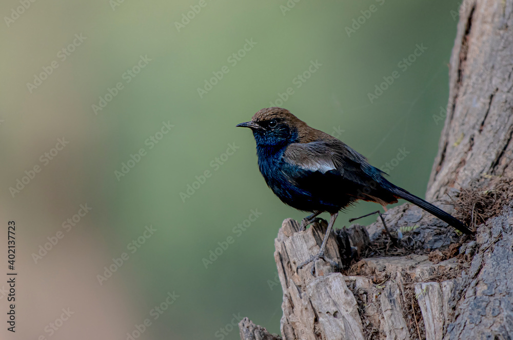 The Indian robin is a species of bird in the family Muscicapidae. It is ...