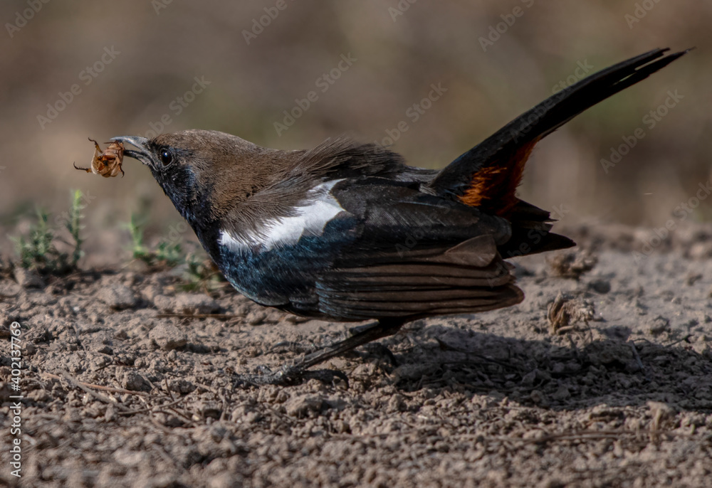 The Indian robin is a species of bird in the family Muscicapidae. It is ...