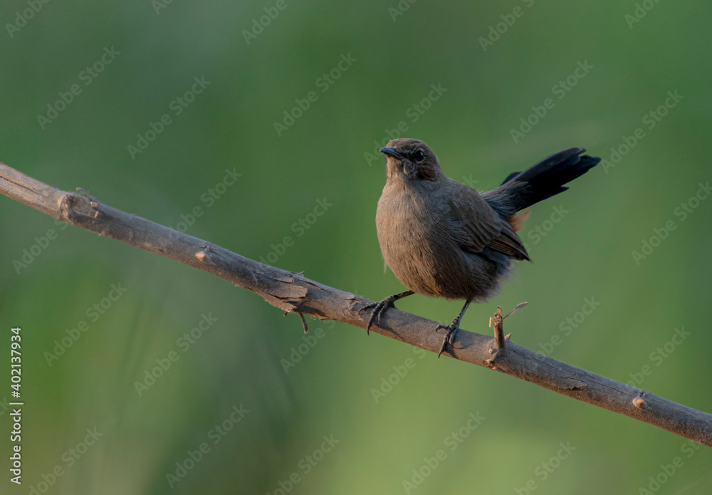 The Indian robin is a species of bird in the family Muscicapidae. It is ...