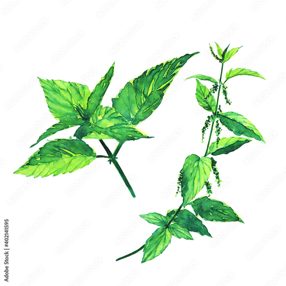 Two stinging nettle branch isolated on white background. Watercolor ...