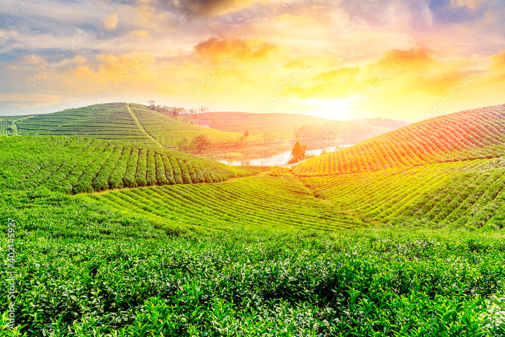 Green tea mountain at sunset,tea plantation natural background. Stock ...