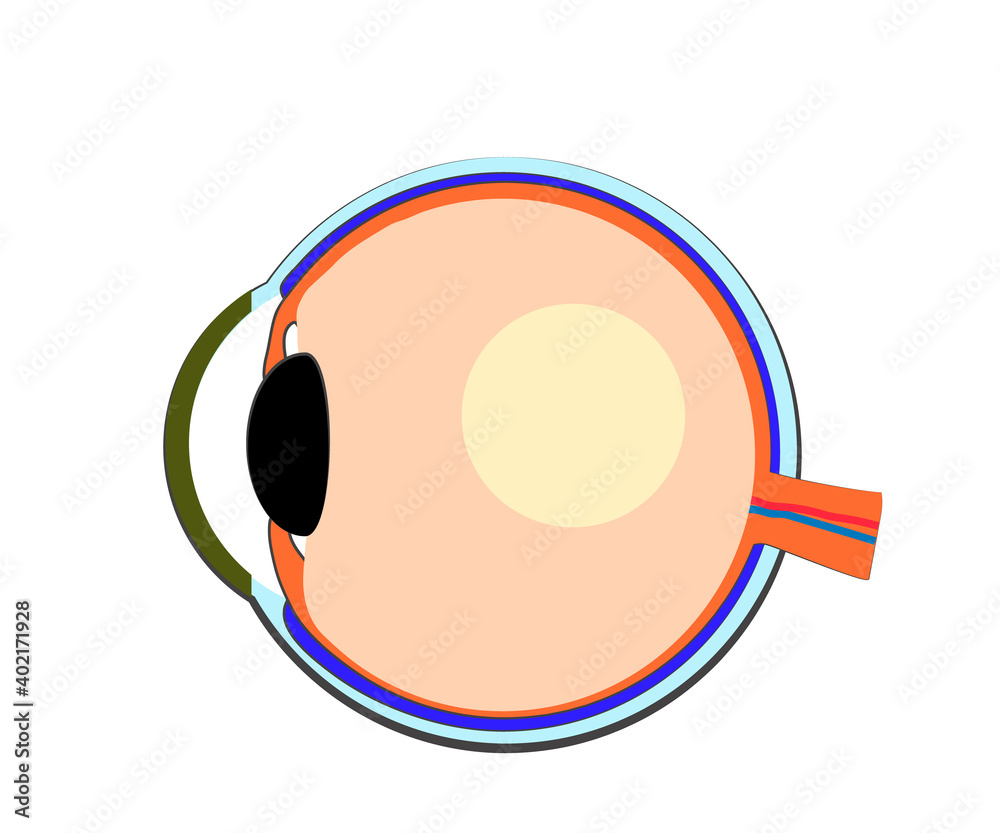 The structure of the eye on a white background. Cartoon. Vector ...