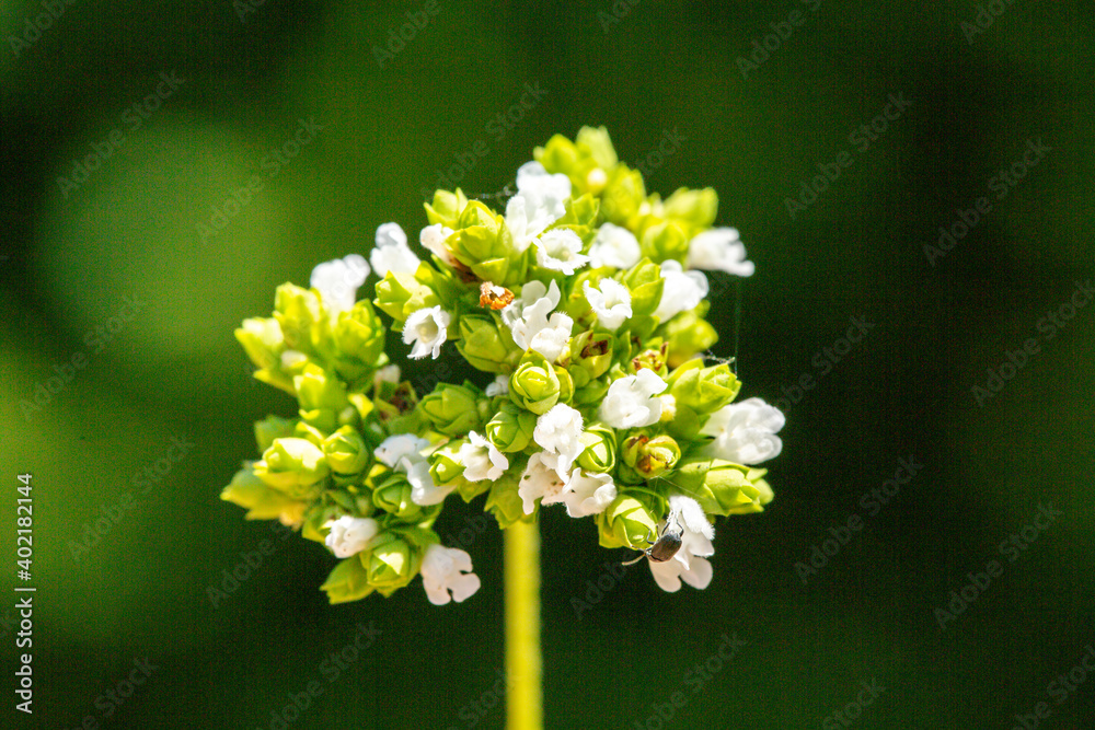 Close up photo of Shepherd's Purse also known as Capsella bursa ...