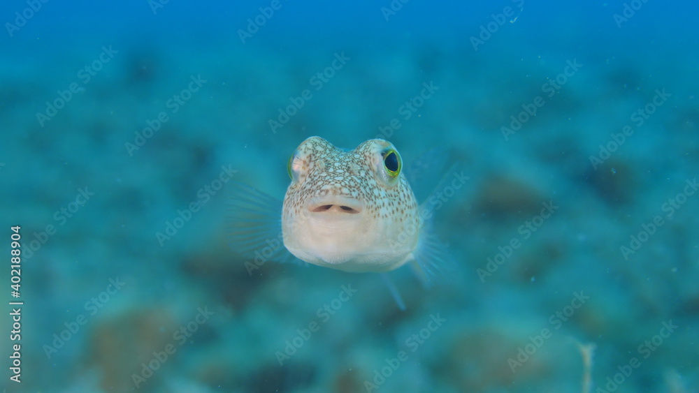 little pufferfish close up mediterranean sea invasive fish underwater ...