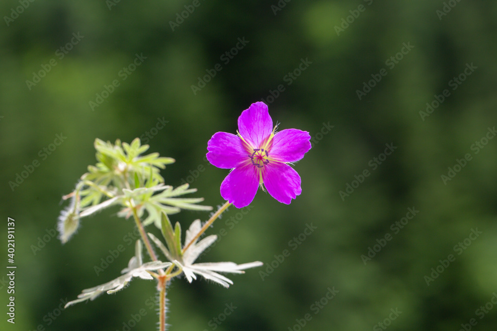 Close up, beautiful photo of Geranium maculatum also known as the wild ...