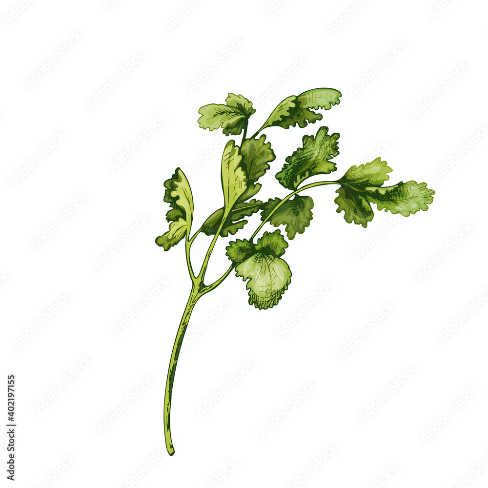 Cilantro branches and leaves. Vector color vintage hatching ...