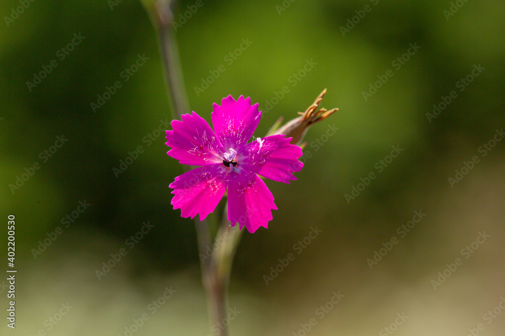 An amazing photo of maiden pink (in Latin Dianthus deltoides). The ...