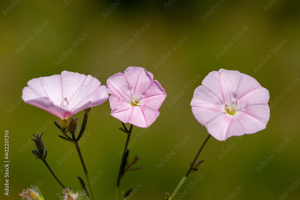 A close up, beautiful photo of Oenothera speciosa also known as ...