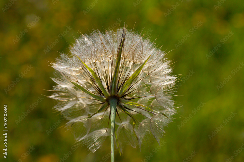 In this photo, where the inside part of the dandelion is taken, all the ...