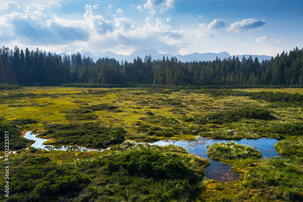 Highland wetland in the mountain pine forest. Pokljuka is a large ...