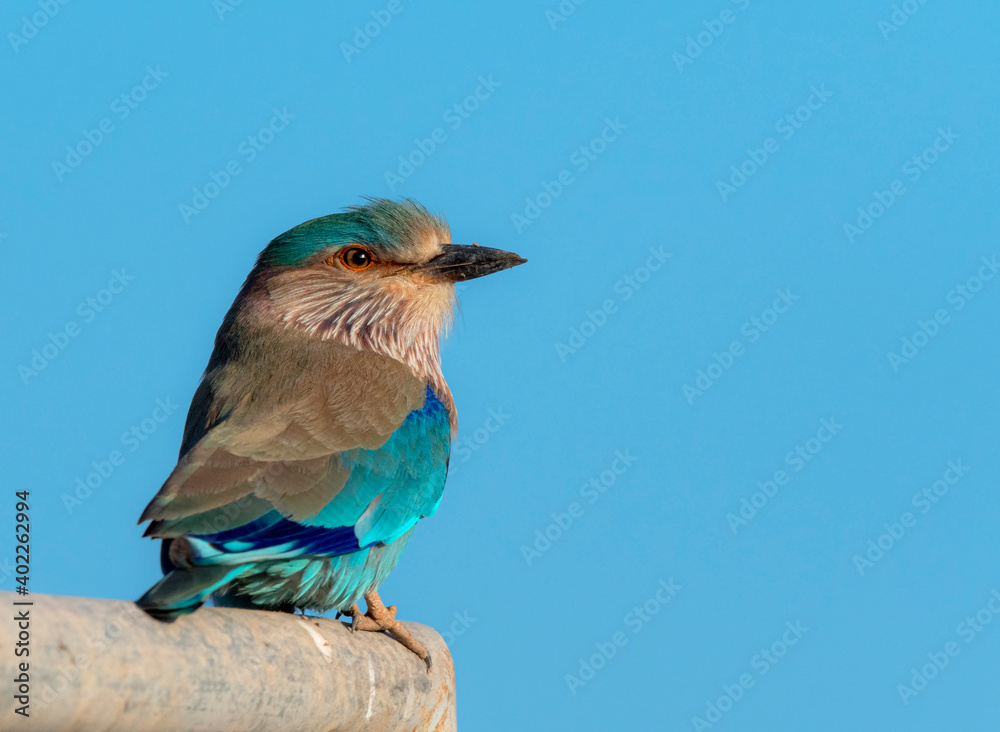 portrait of roller bird, The Indian roller is a bird of the family ...