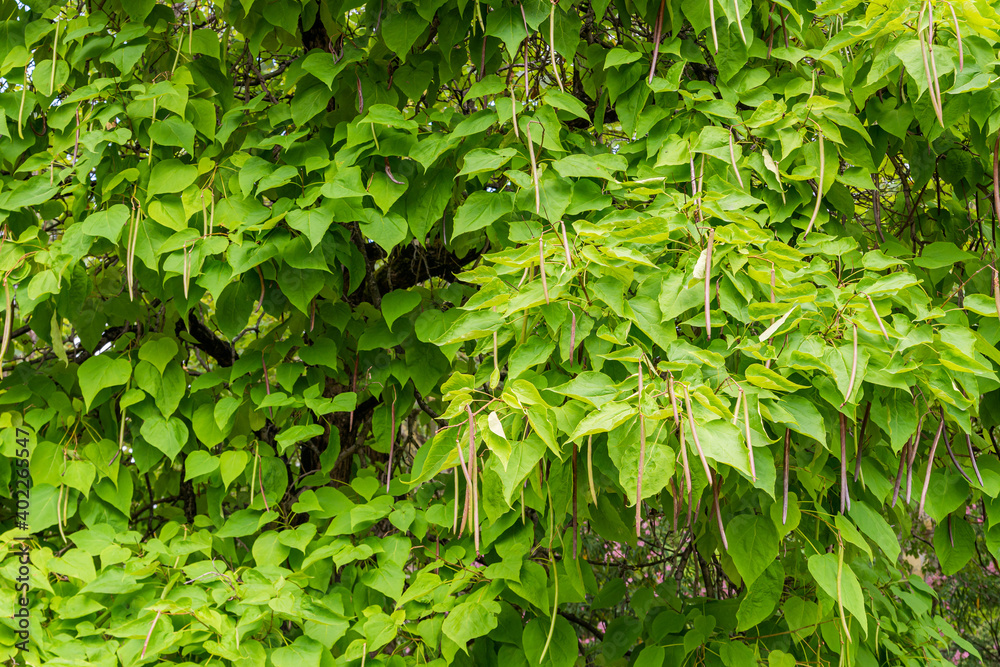 Catalpa bignonioides flowers, also known as southern catalpa, cigar ...