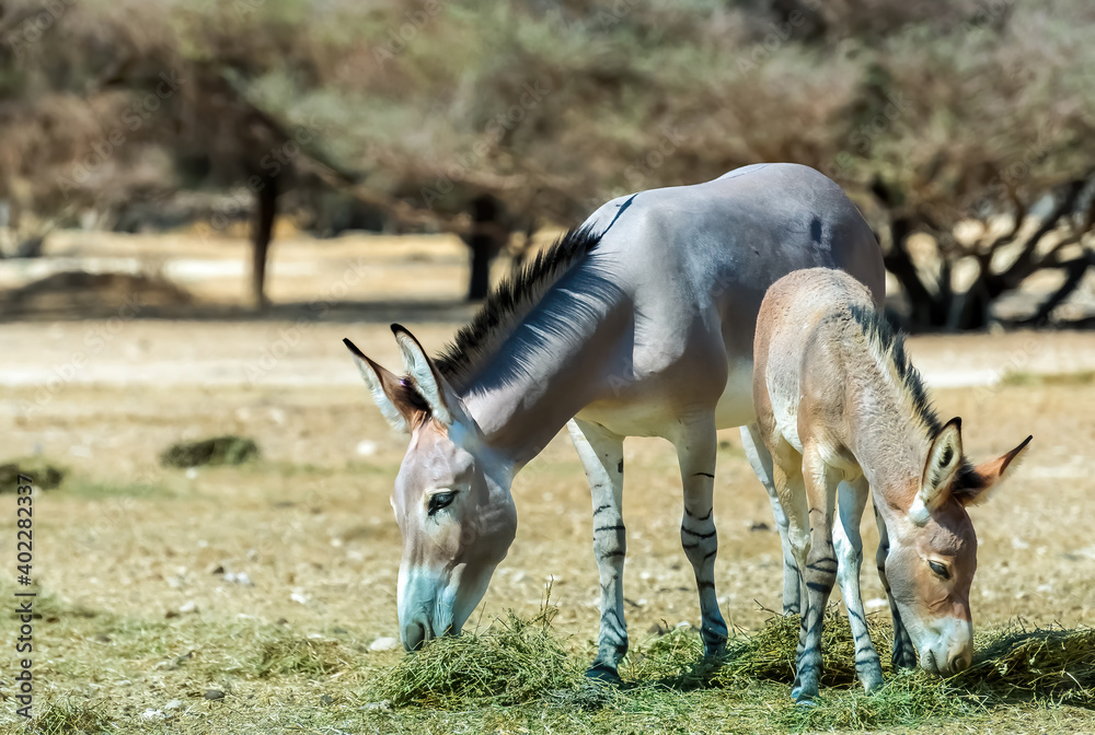 Somali wild donkey (Equus africanus) in nature reserve of the Middle ...