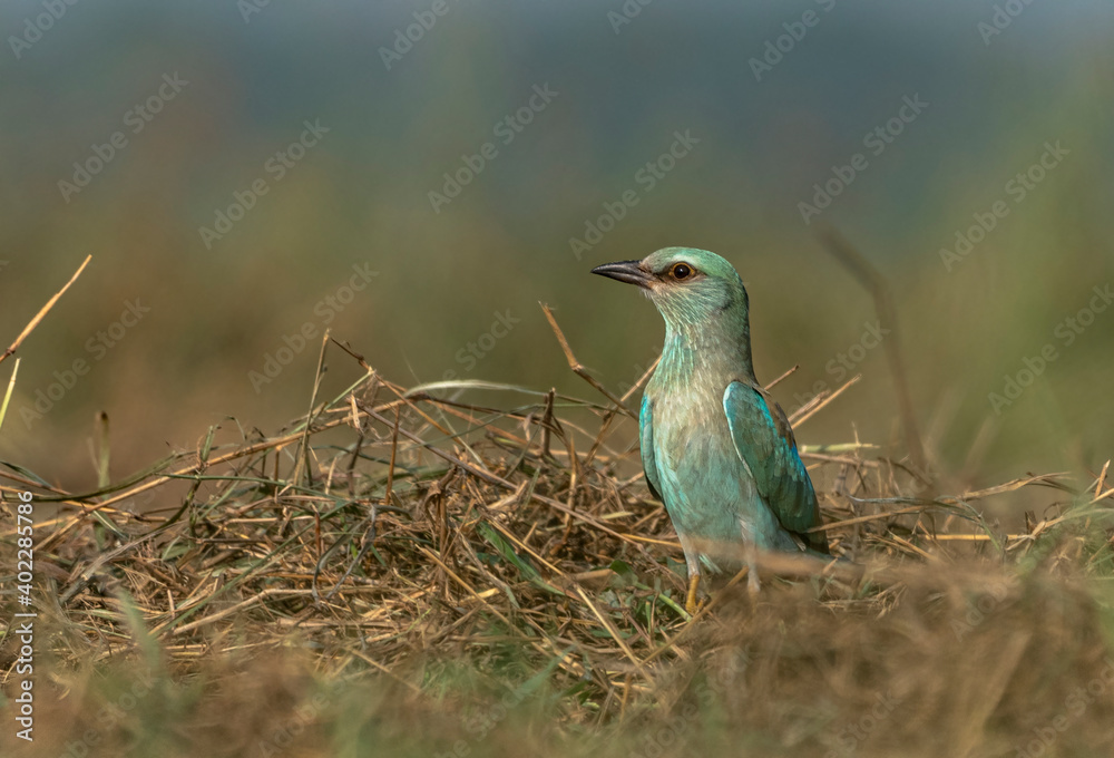 The European roller is the only member of the roller family of birds to ...