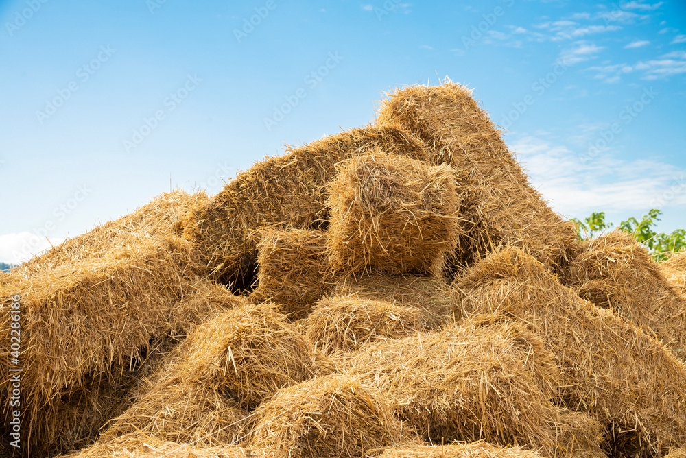 Reeds texture. Straw surface. Thatch pack canvas. Straw pack texture ...