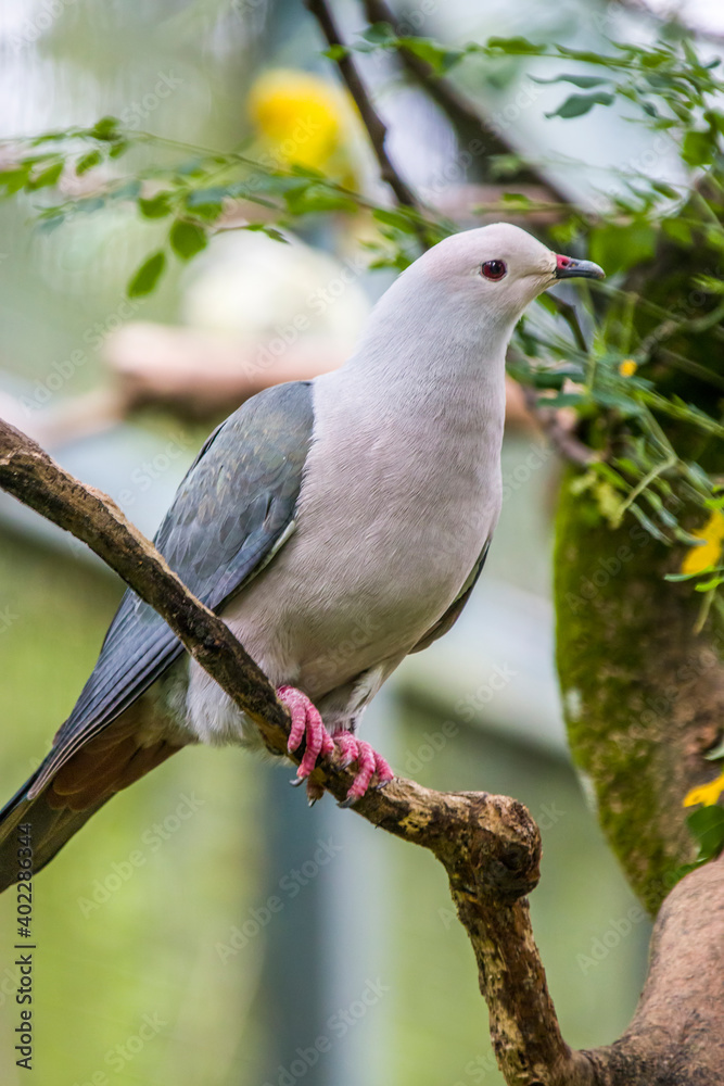 Pink-headed imperial pigeon is a species of bird found in the Lesser ...
