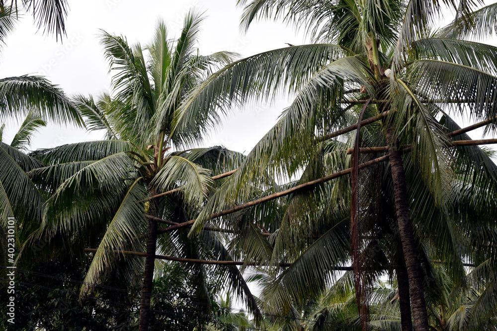 Bamboo poles scaffolding tied high up the coconut trees that connect ...
