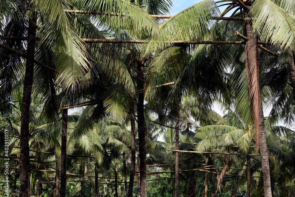 Bamboo poles scaffolding tied high up the coconut trees that connect ...