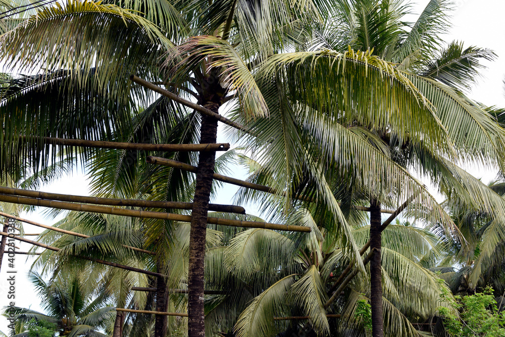 Foto de Bamboo poles scaffolding tied high up the coconut trees that ...