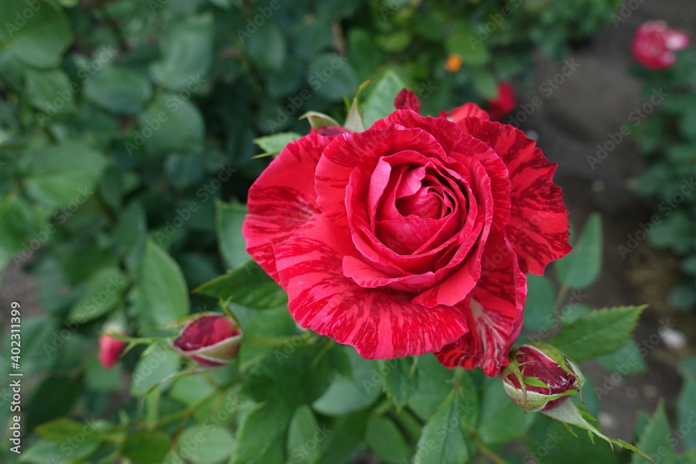 Opening flower of striped red rose in June Stock Photo | Adobe Stock